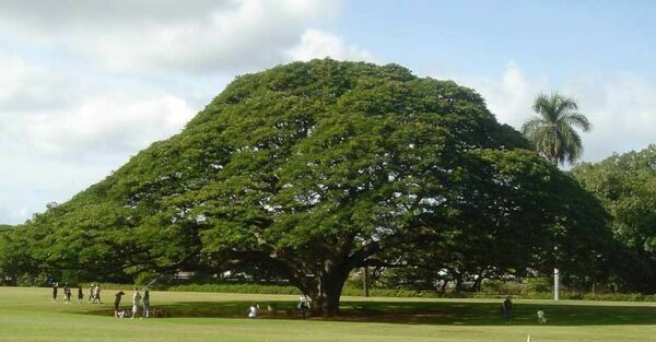 D'où vient le bois de suar ? - Maison Saman